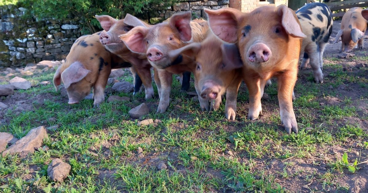 Johnby Hall Estate Free Range Pork keeping pigs… | Cumbria Growth Hub