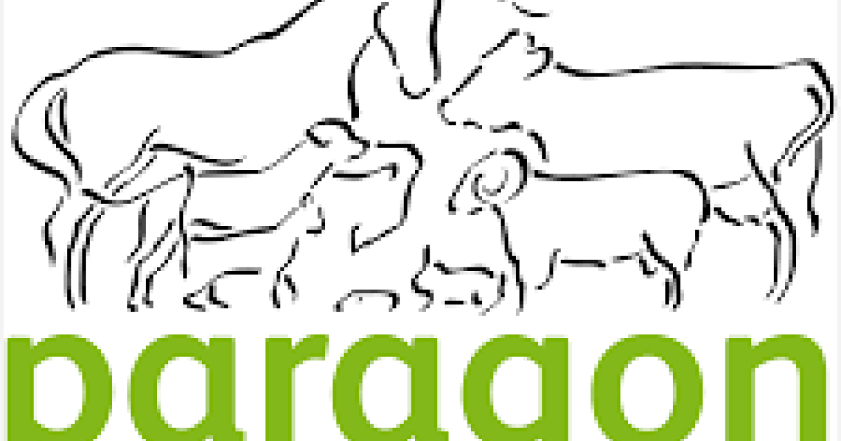 Case Study: Paragon Veterinary Practice | Cumbria Growth Hub